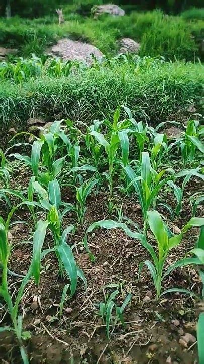 Hhimachalkon Kon Makki Ki Hudai Youtube