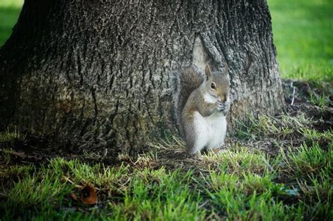 Premium Photo Squirrel On Tree Trunk