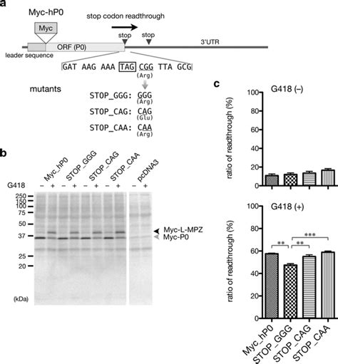 Influence Of Mutations In The Sequence After Stop Codon On P0 Stop Download Scientific Diagram