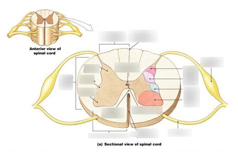 Anterior Commissure Spinal Cord