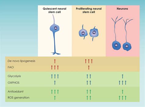 Frontiers Metabolic Regulation Of The Neural Stem Cell Fate