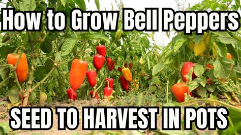 How To Grow Bell Peppers From Seed In Containers Easy Planting Guide