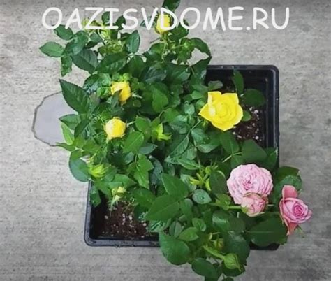 Как ухаживать за покупной цветущей розой в горшке в домашних условиях