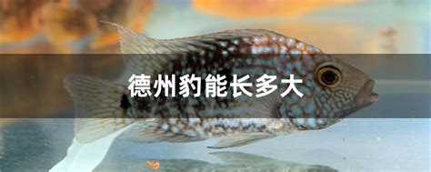 德州豹能长多大 鱼百科