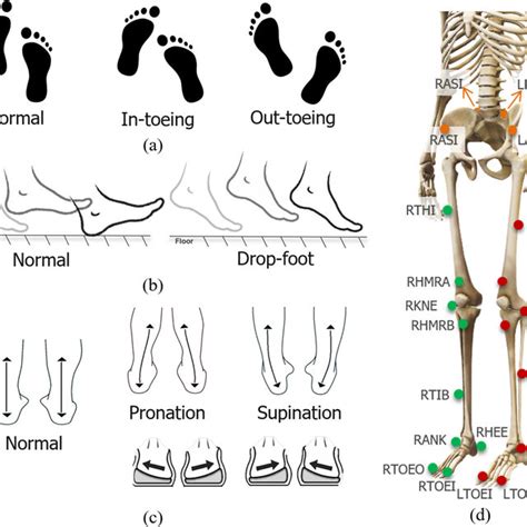Pdf 3d Canonical Pose Estimation And Abnormal Gait Recognition With A Single Rgb D Camera