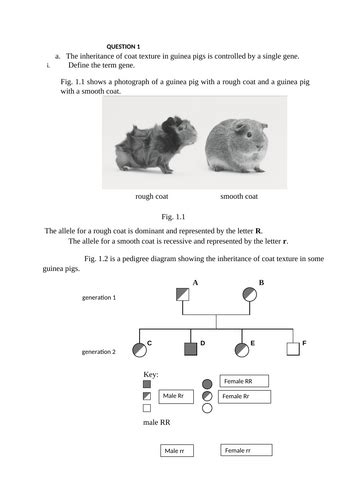 Cambridge Igcse Biology Worksheet On Genetics For Igcse Biology