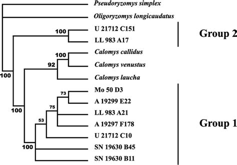 maximum parsimony consensus tree based on the complete mtdna d loop