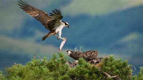 Osprey Facts And Information Trees For Life Sunshine Coast Council