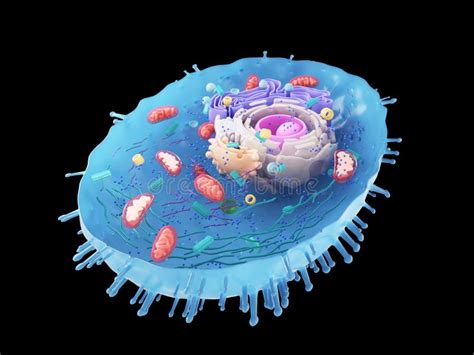 A Human Cell Cross Section Stock Illustration Illustration Of
