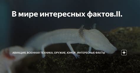 В мире интересных фактов Ii Авиация военная техника Оружие Юмор Интересные факты Дзен