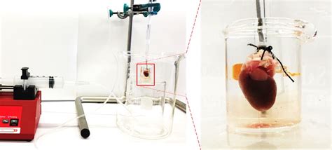 Extracellular Matrix Scaffolds Biomaterials And Regenerative Engineering Laboratory Birel