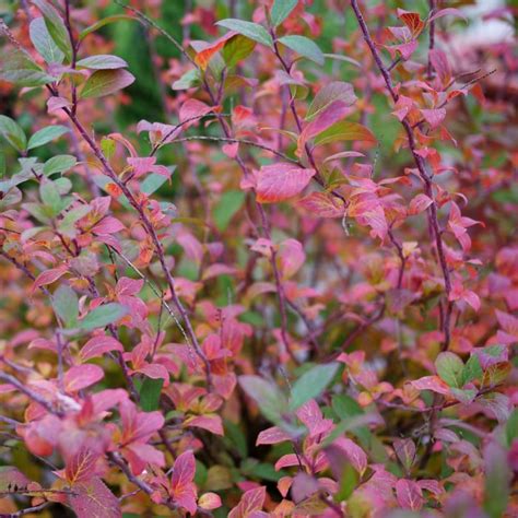 FIZZY MIZZY Sweetspire Proven Winners ColorChoice Flowering Shrubs