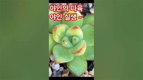 꼬물꼬물 귀욤귀욤 귀요미 들 ~ 박서진 파종이 실생 다육 다유기 다육이 다육식물 반려식물 다육판매 다육이판매 다육이키우기 다육인스타그램 매혹이 청주