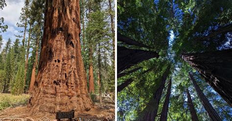 Difference Between Redwood And Sequoia Tree At Monique Wilkerson Blog