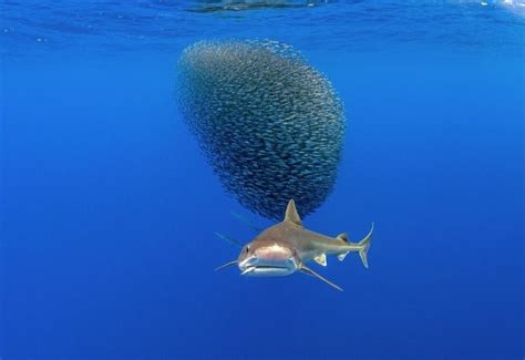 Where To Scuba Dive With Mako Sharks Scuba Diving