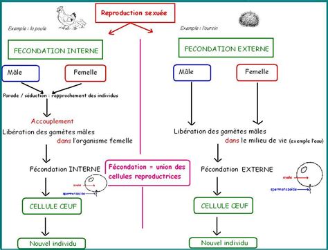 Schéma Reproduction Humaine Cm2