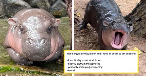 Were Obsessed With These Moo Deng Memes