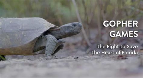 Gopher Games The Fight To Save The Heart Of Florida