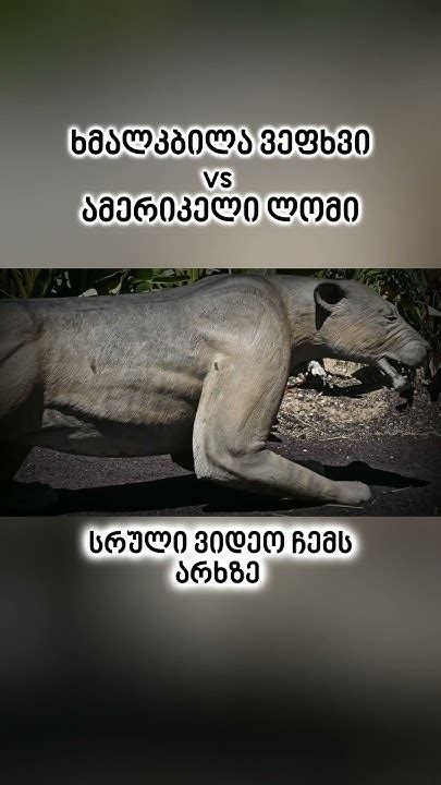 ხმალკბილა ვეფხვი Vs ამერიკელი ლომი სრული ვიდეო ჩემს არხზე Youtube