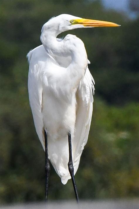 Great Egret Vs Snowy Egret