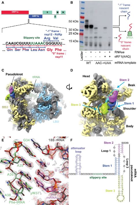 the sars cov 2 pseudoknot interacts with the ribosome and pauses