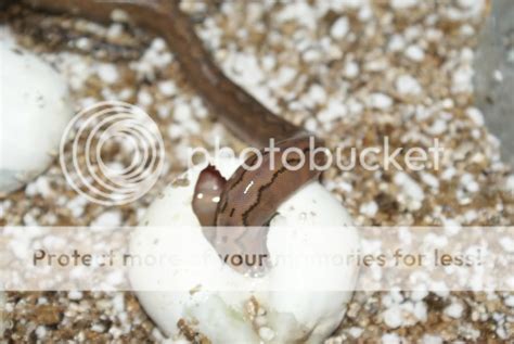 0 1 Potential New Dwarf Retic Morph 100 Het Albino Reptile Forums