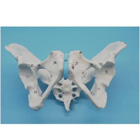 Buy Female Pelvis Skeleton Model Obstetrics And Gynecology Pelvis