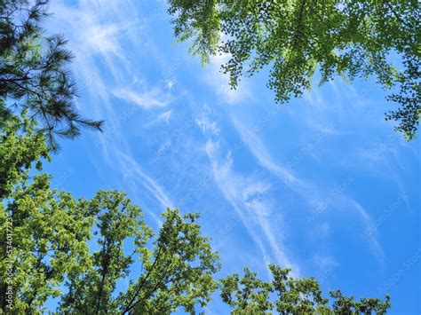 나무 사이로 보이는 파란하늘과 흰구름 素材庫相片 Adobe Stock