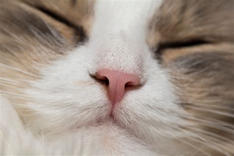 Premium Photo The Cats Nose Close Up Macro