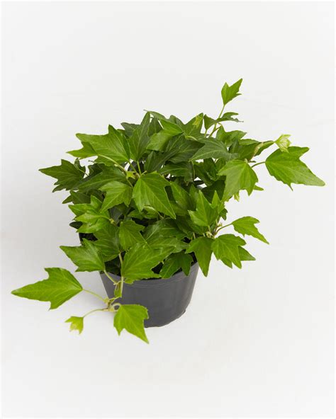 California Ivy Hanging Plants Vines Lively Root