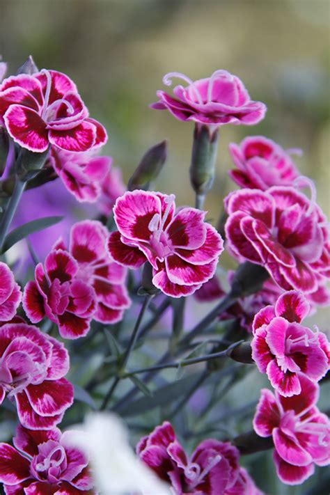 Dianthus Caryophyllus Pink Kisses