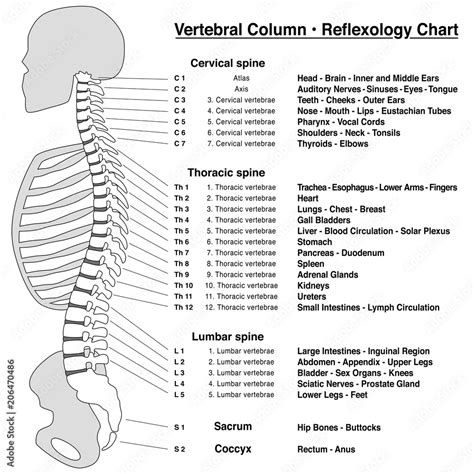 Spine Column Reflexology Chart Vertebral Column With Names And Numbers