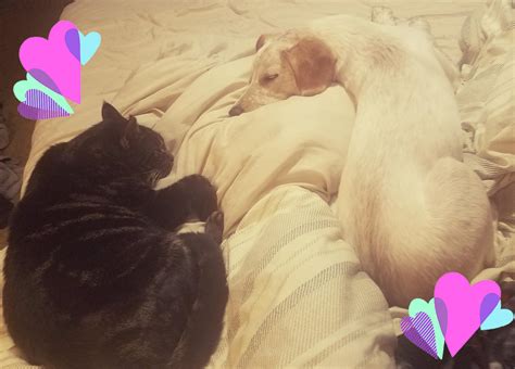 Dickie Cat Wasnt Too Sure About Molly At Firstnow He Has To Be