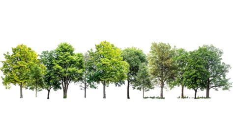 A Row Of Trees With Transparent Background A Row Of Trees Tree Nature PNG Transparent Image