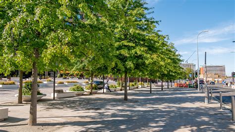 Discussing The Basics Of Root Management GreenBlue Urban