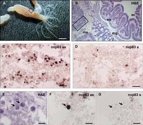 Non Radioactive In Situ Hybridization Procedure At James Vanhorn Blog