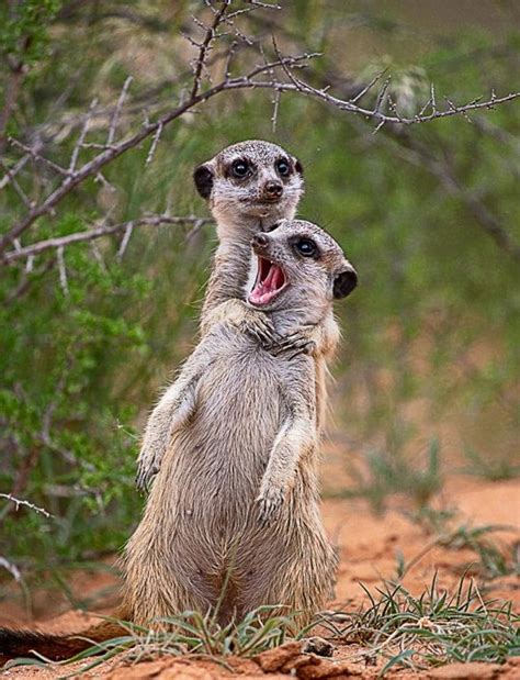 ველური ბუნების კომედიური ფოტოგრაფიის კონკურსის 15 ფინალისი