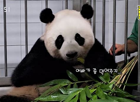 얼굴 동글 눈 동글 귀 동글한 우리 아이바오가 너무 이뻐이뻐🖤 인스티즈instiz 일상 카테고리