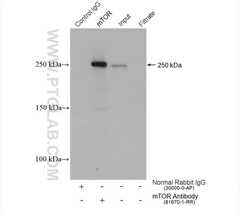 Mtor Antibody 81670 1 Rr Proteintech