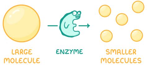 The Digestive System Lesson Ks3 Biology Cognito