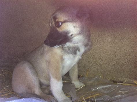 Poze Cu Caini Anunturi Vanzare Catei De Rasa