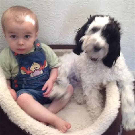 Cockapoo Owner Stories And Advice Purina Uk