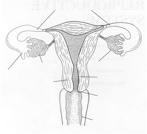 Internal Female Diagram Diagram Quizlet