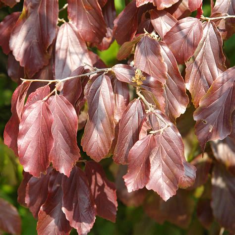 Persian Ironwood Buy Persian Ironwood Parrotia Persica