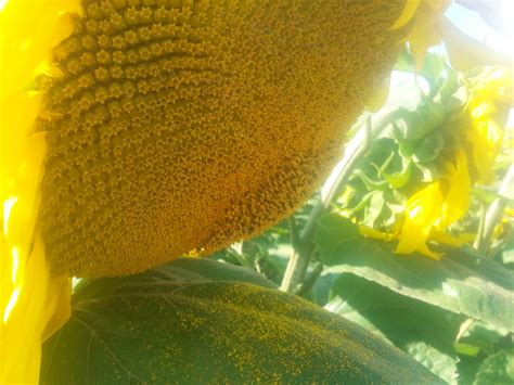 Пасека Медовый Пчеловод Apiary Honey Beekeeper ульи борти колоды Для лечения миомы