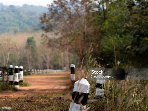 숲 속의도로 옆에 잔디로 둘러싸인 흑백 가이드 포스트 소프트 포커스 거리에 대한 스톡 사진 및 기타 이미지 거리 검은색 계절 Istock