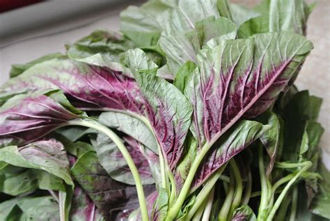 Chinese Red Spinach Leafy Green Vegetable