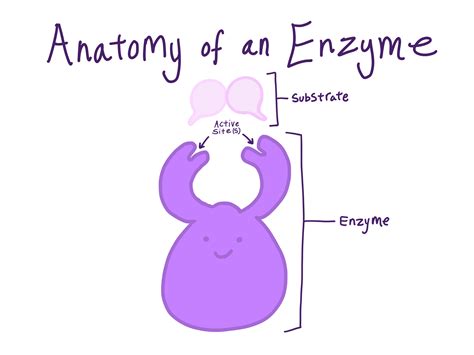 Enzyme Definition
