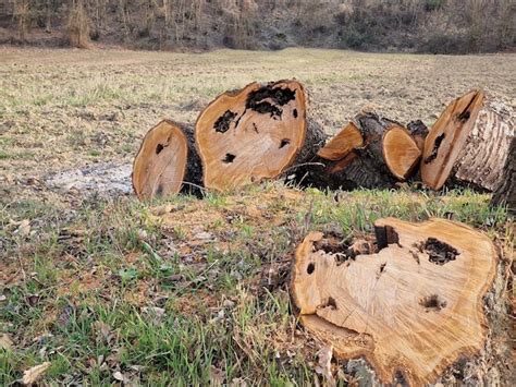 Premium Photo Infested Diseased Tree Cutted Log Trunk