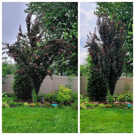 Best Narrow And Columnar Trees